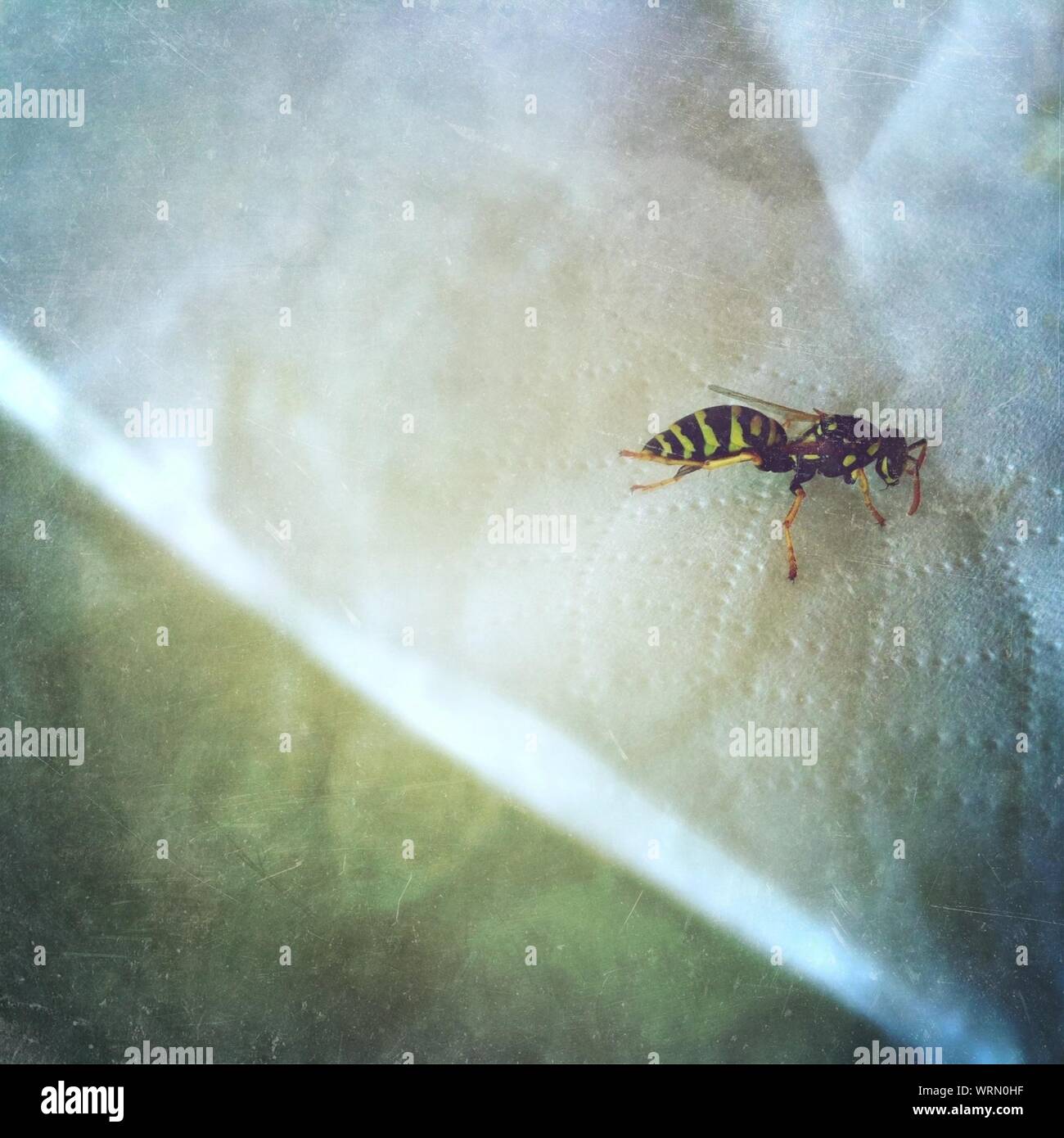Paper insect hi-res stock photography and images - Alamy