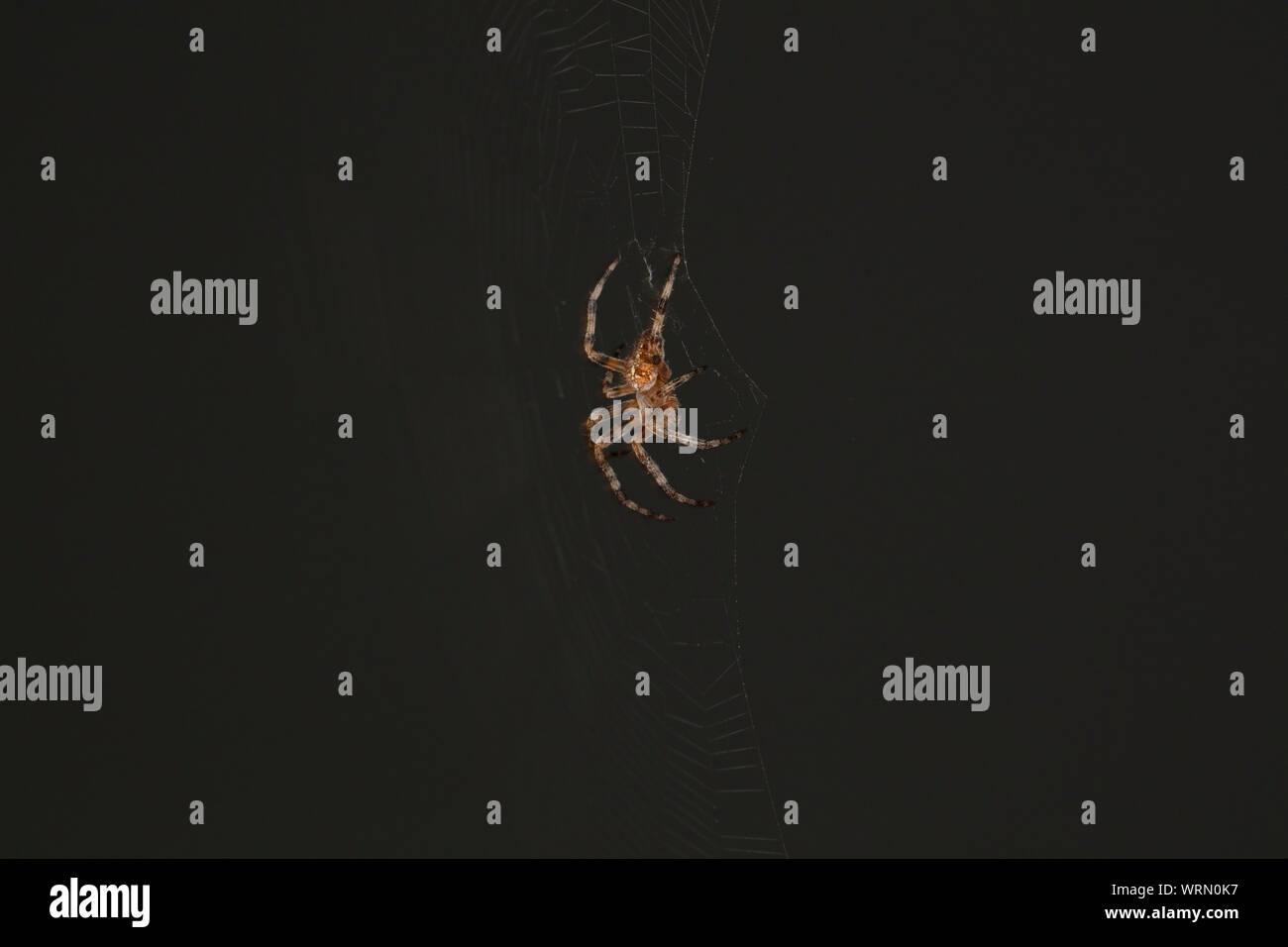 Detail of a cross or garden spider on a web with a plain black ...