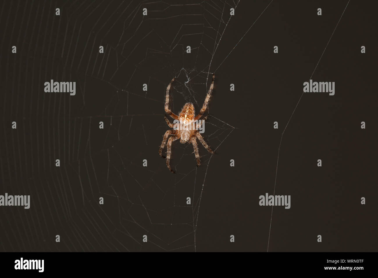 Great detail of a cross spider on a web with a plain black background ...