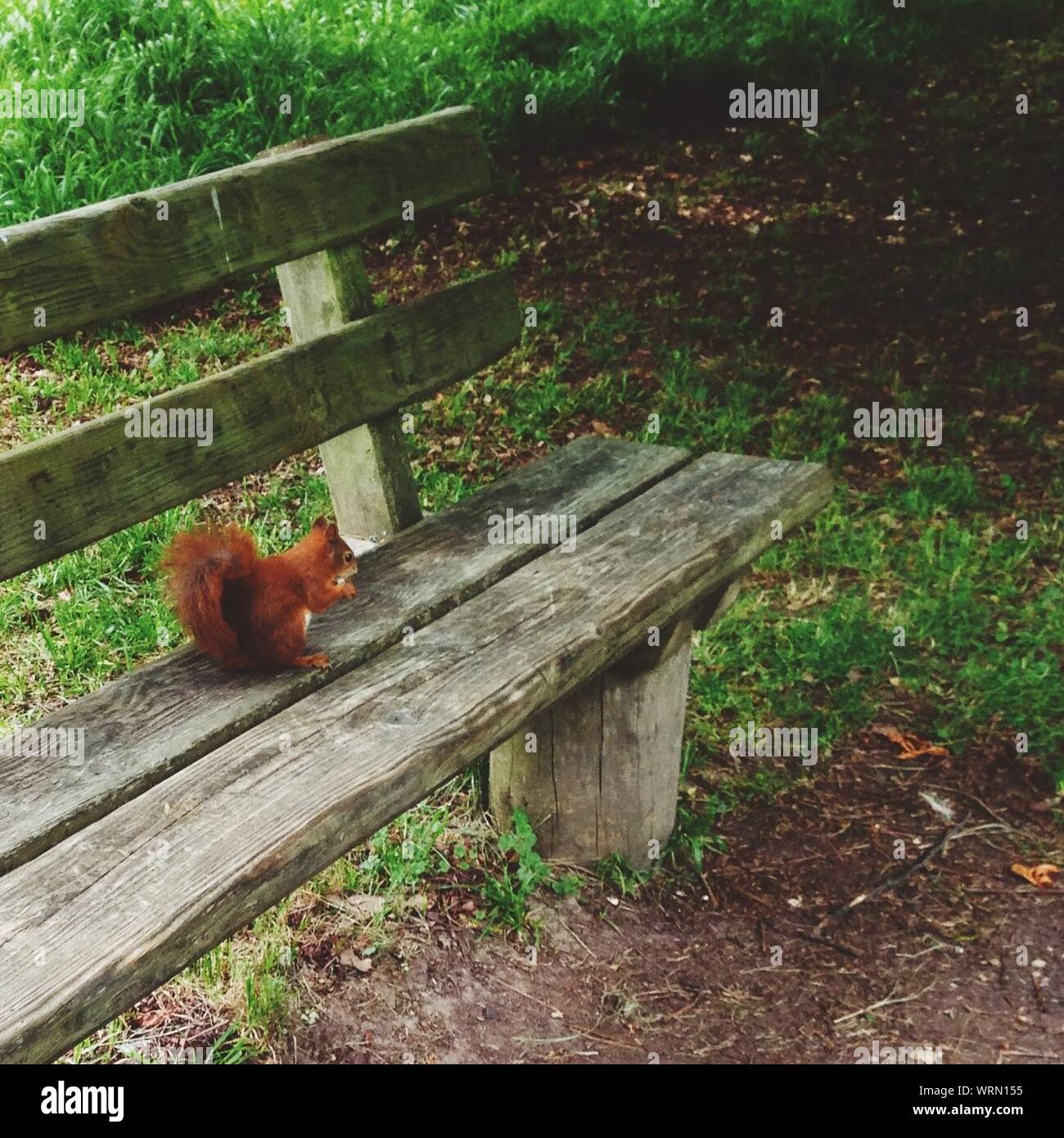 Squirrel bench hi-res stock photography and images - Alamy