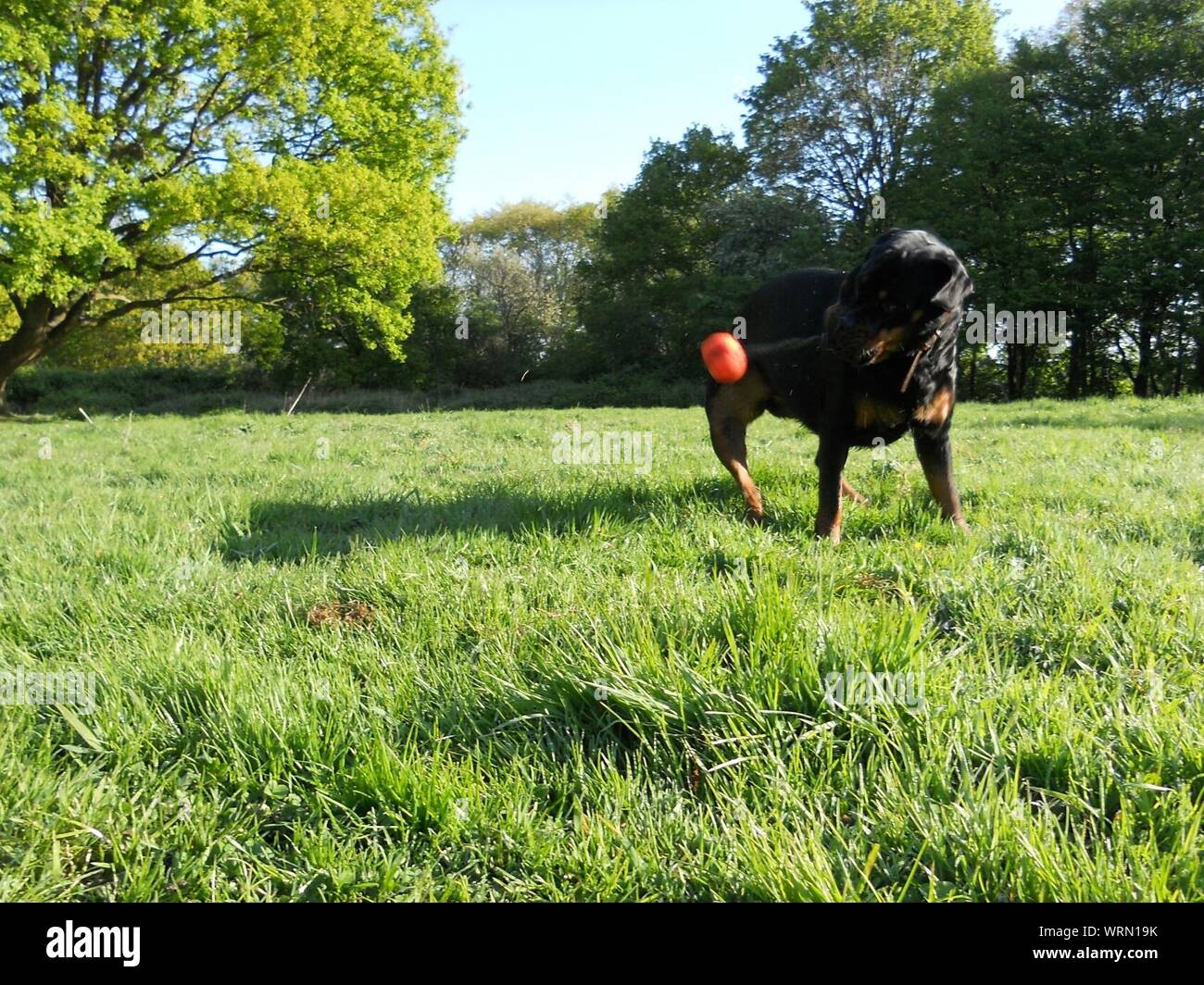 Rottweiler playing hi-res stock photography and images - Alamy