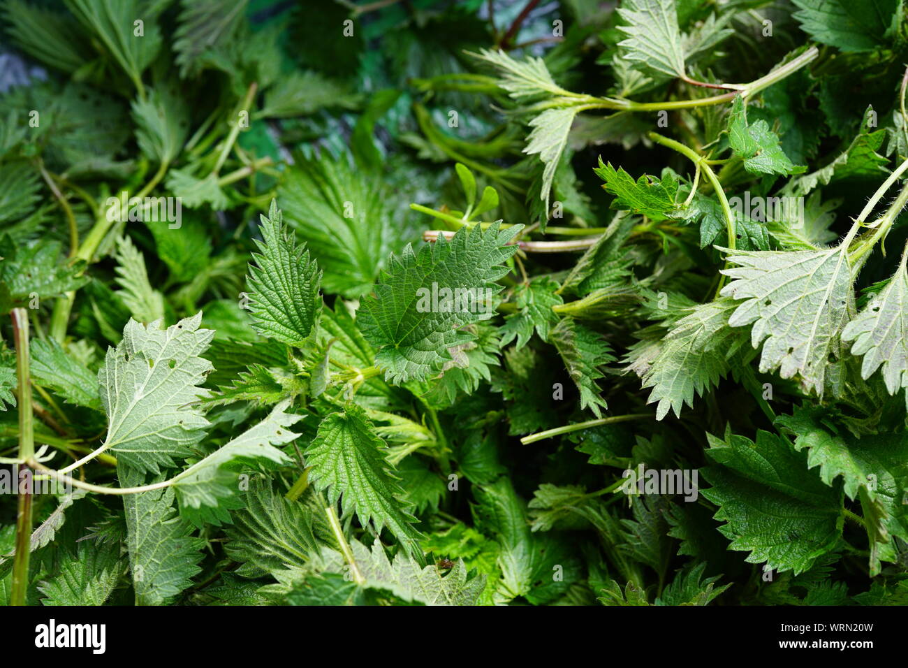 Green leaves of stinging nettle (common nettle) herb Stock Photo - Alamy