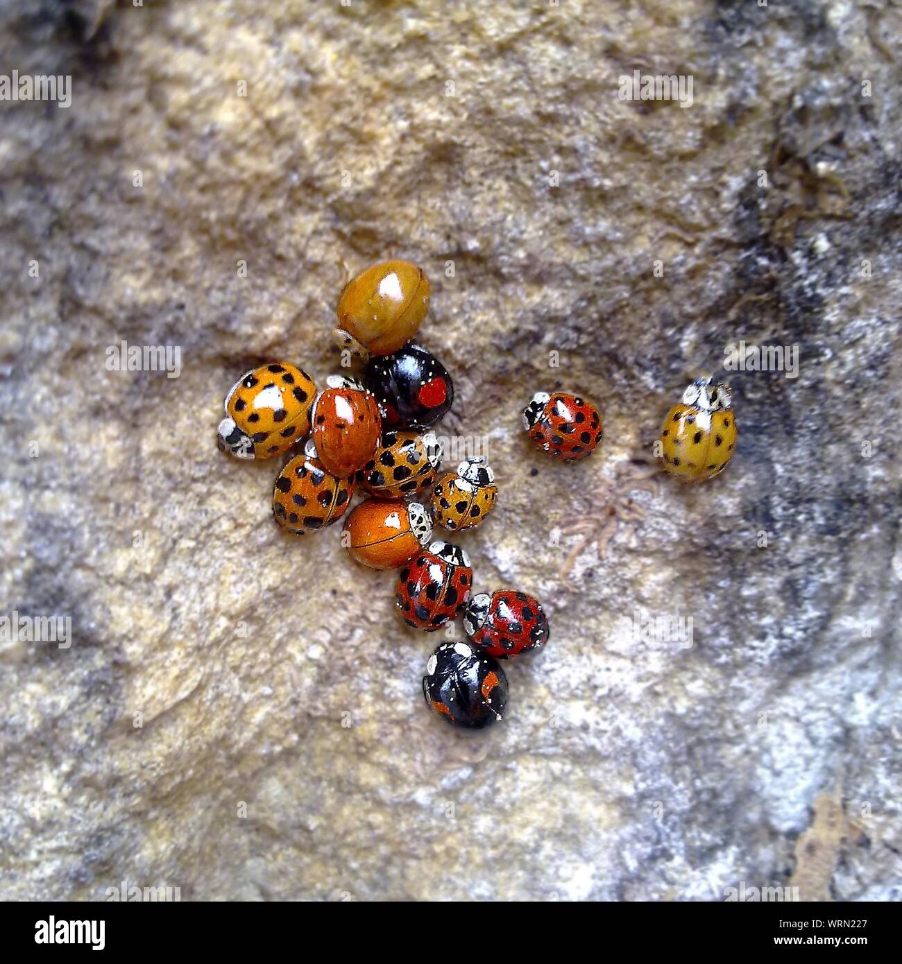 Ground Bugs High Resolution Stock Photography and Images - Alamy