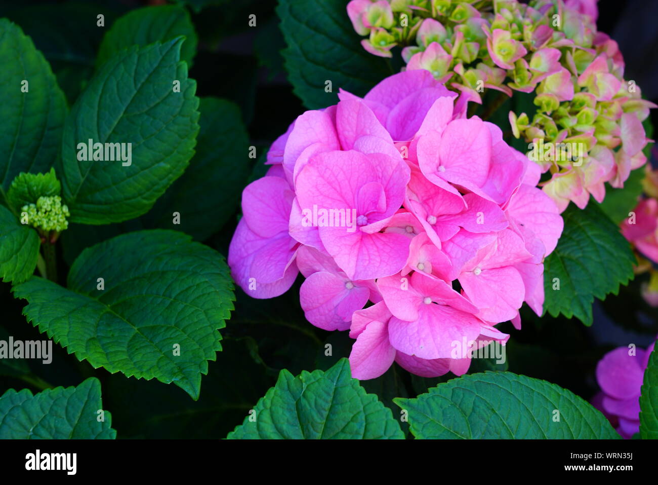 Pink heads of hydrangea flowers Stock Photo - Alamy
