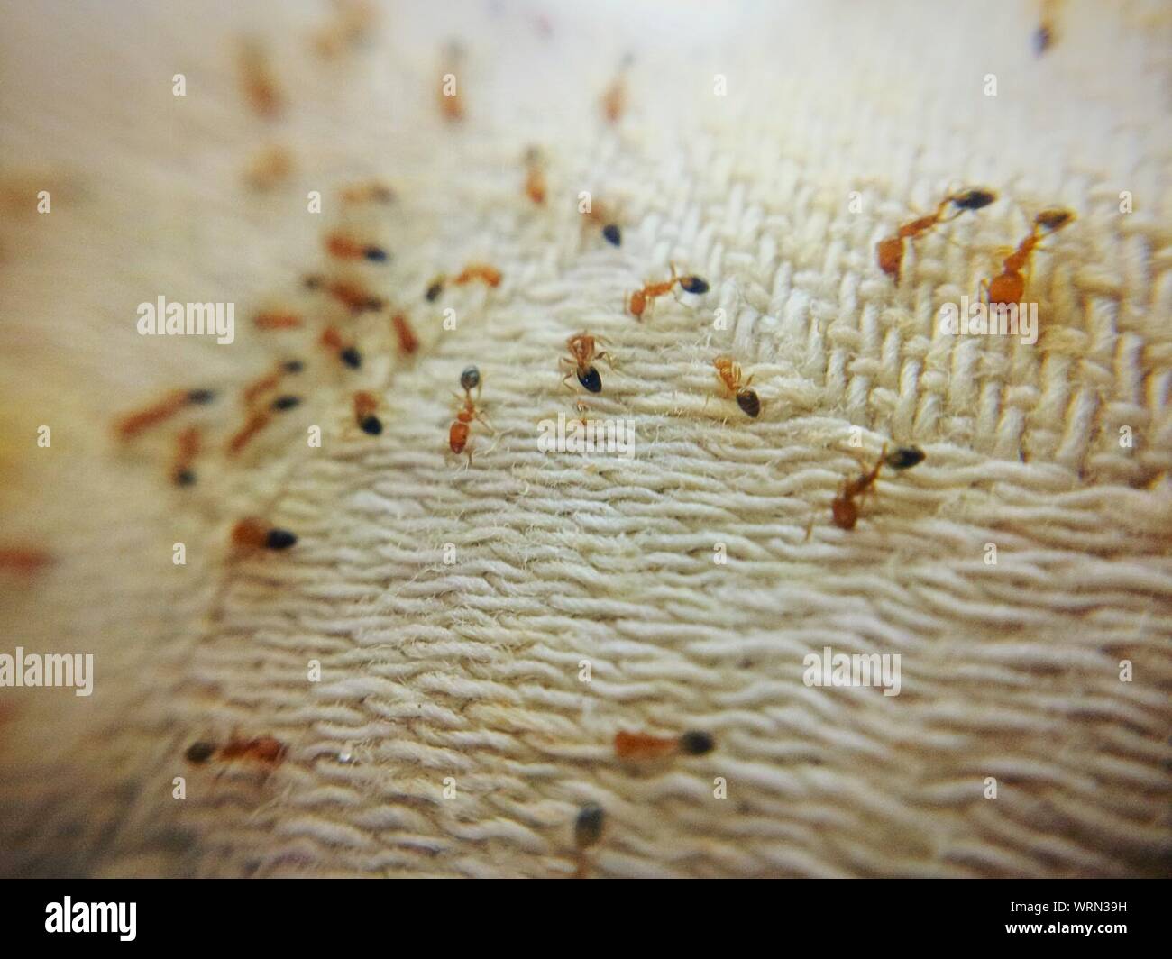 Snow insects hi-res stock photography and images - Alamy