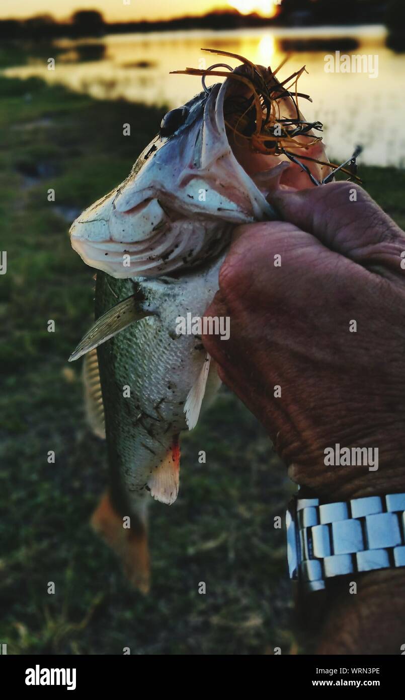 Showing caught fish hi-res stock photography and images - Alamy