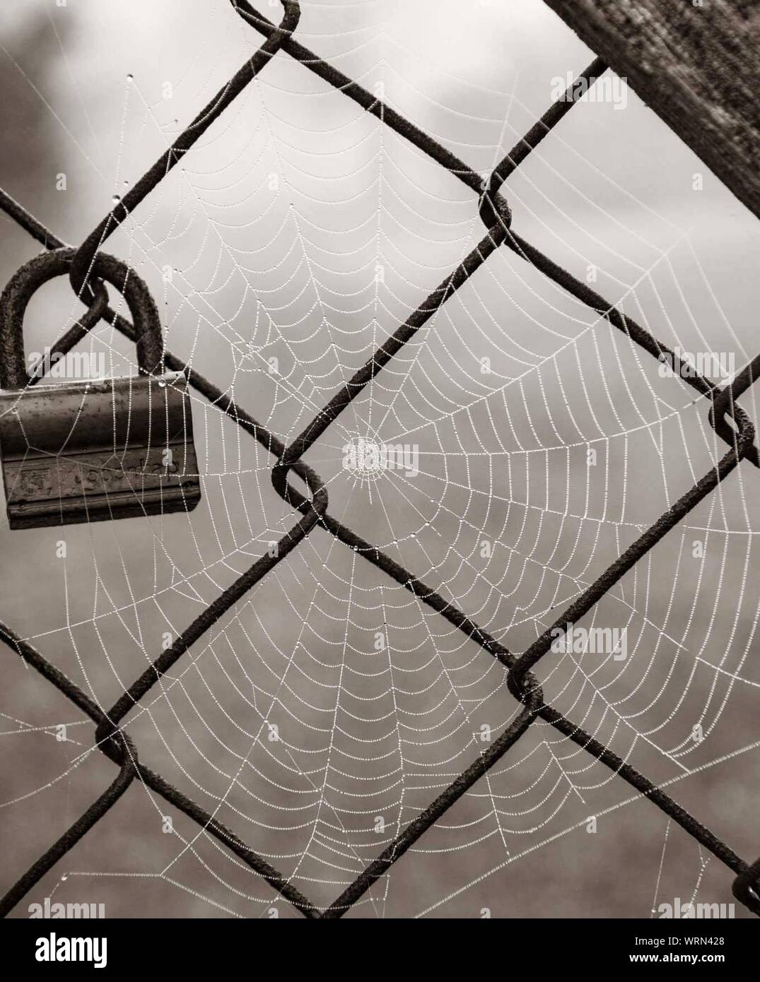 Spider web on the fence hi-res stock photography and images - Alamy