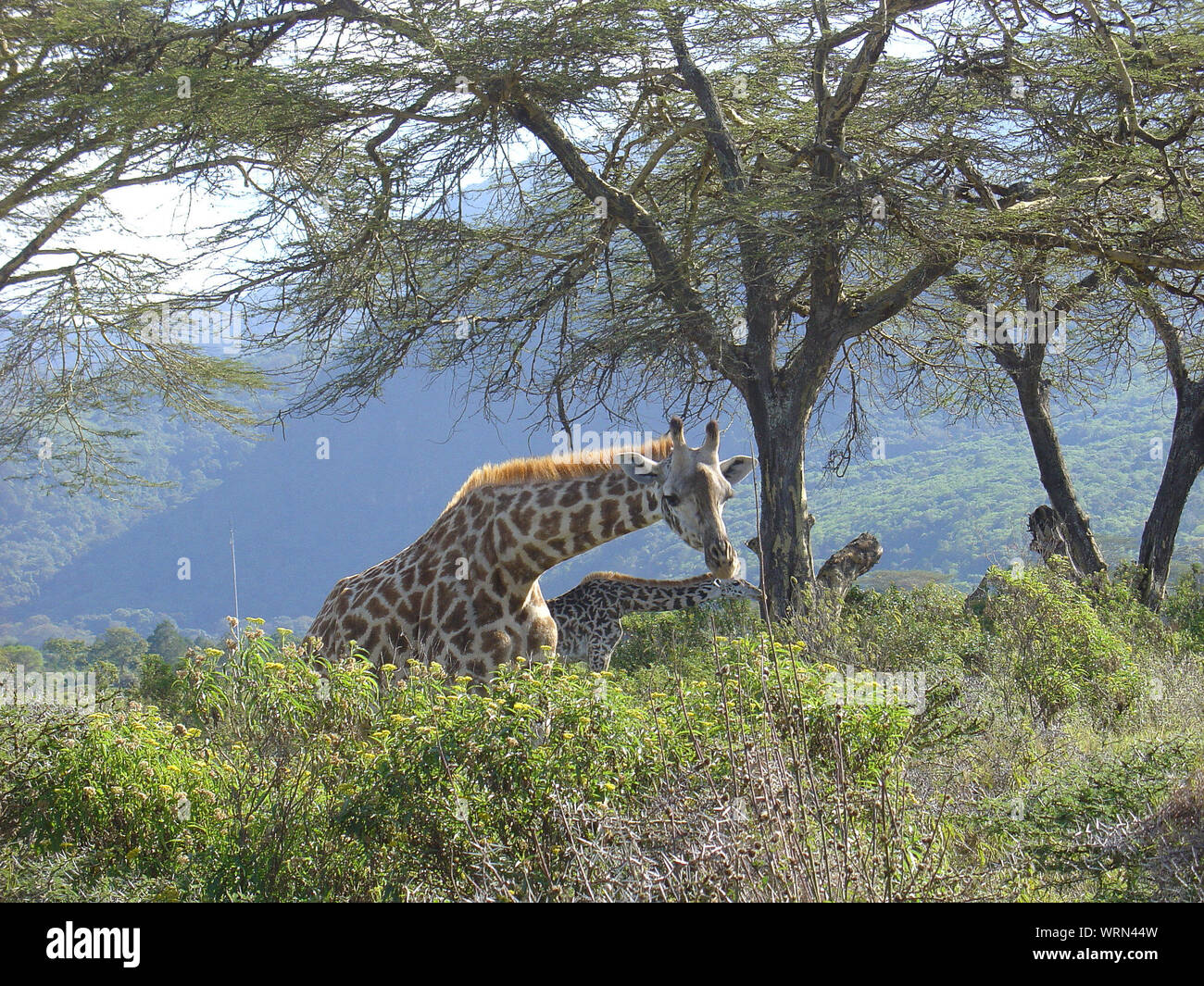 Two young giraffes hi-res stock photography and images - Alamy
