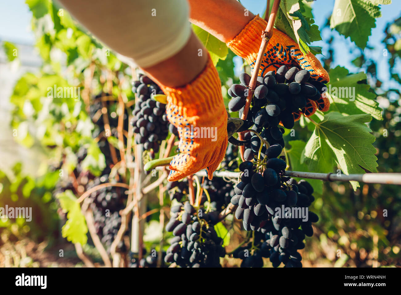 Farmer gathering crop of grapes on ecological farm. Woman cutting blue ...