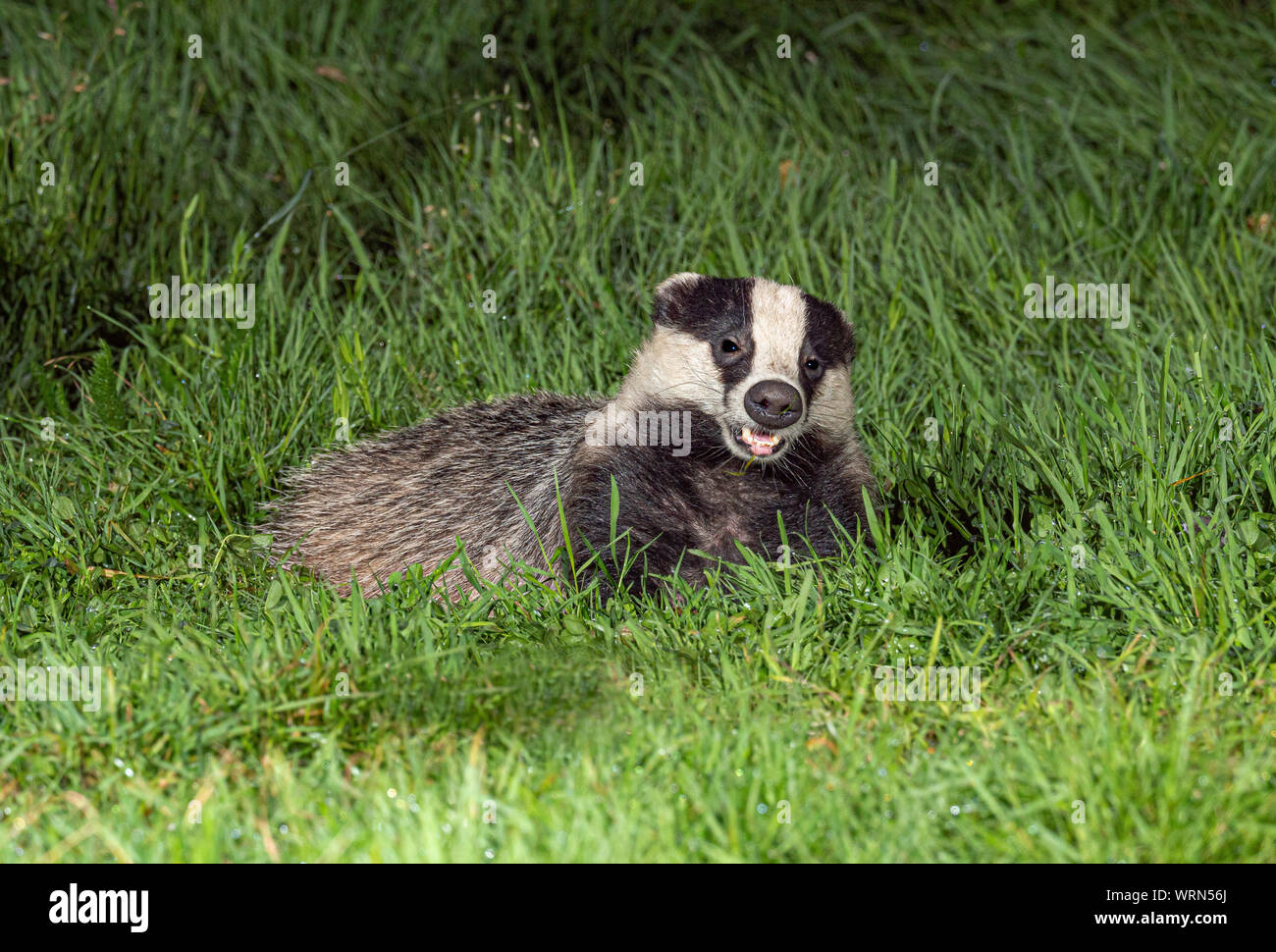 European Badger foraging for food Stock Photo - Alamy