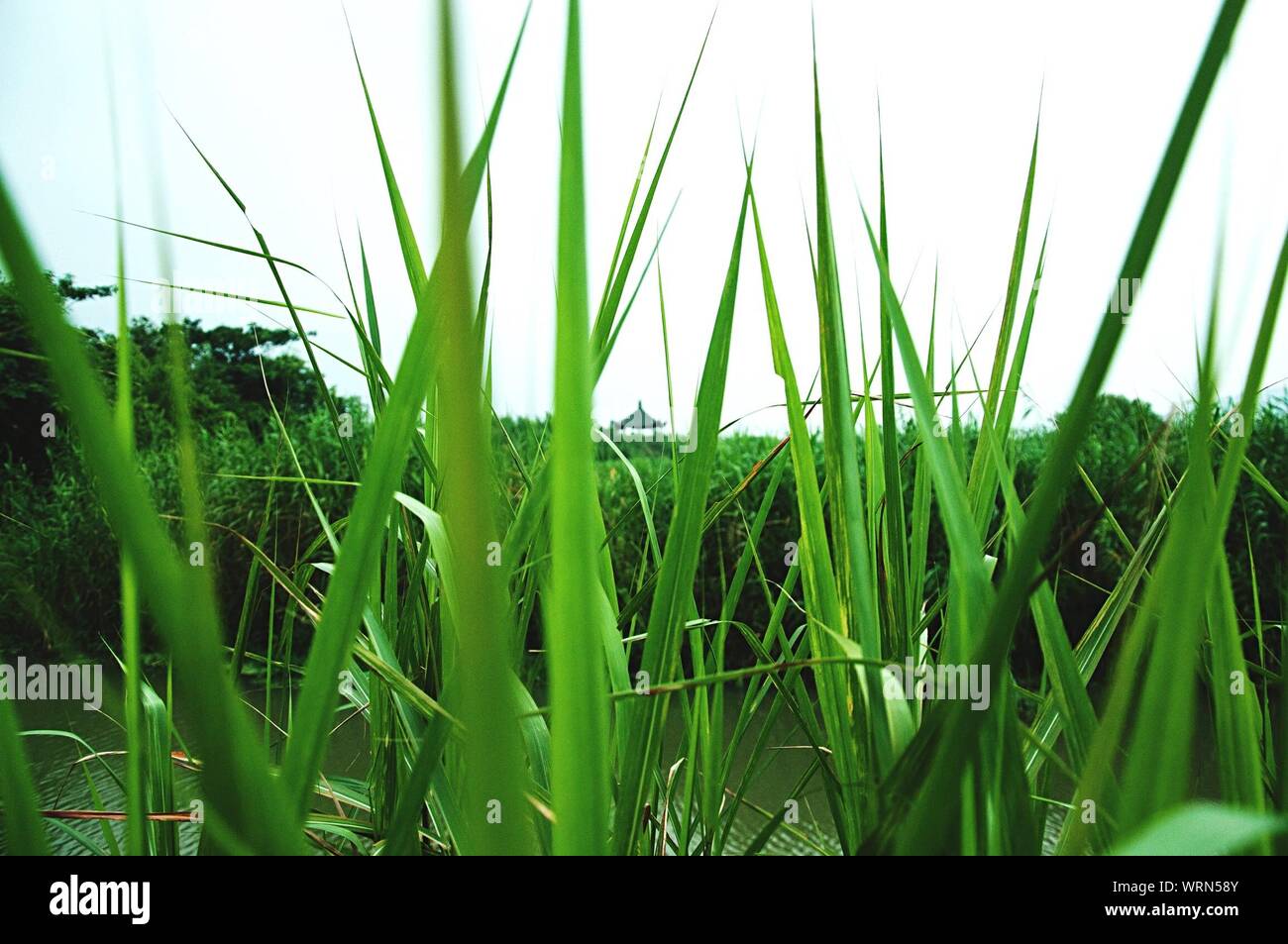 Green reed background hi-res stock photography and images - Alamy
