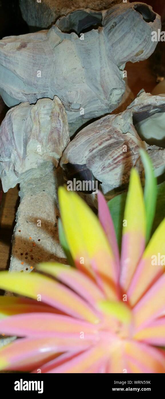 Bone flower hi-res stock photography and images - Alamy