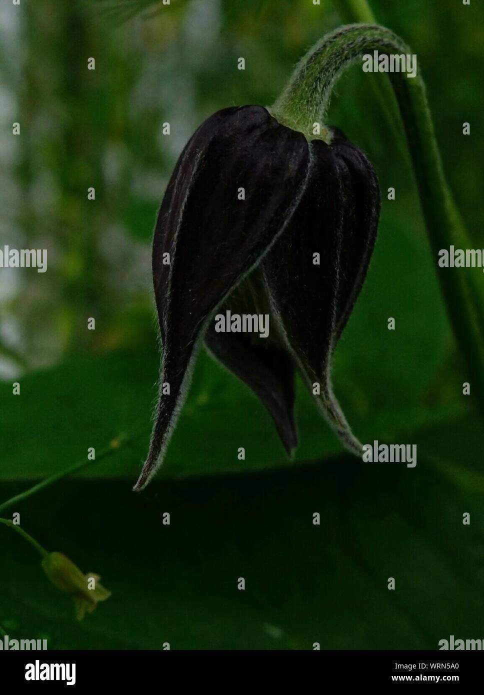 Black flower hi-res stock photography and images - Alamy