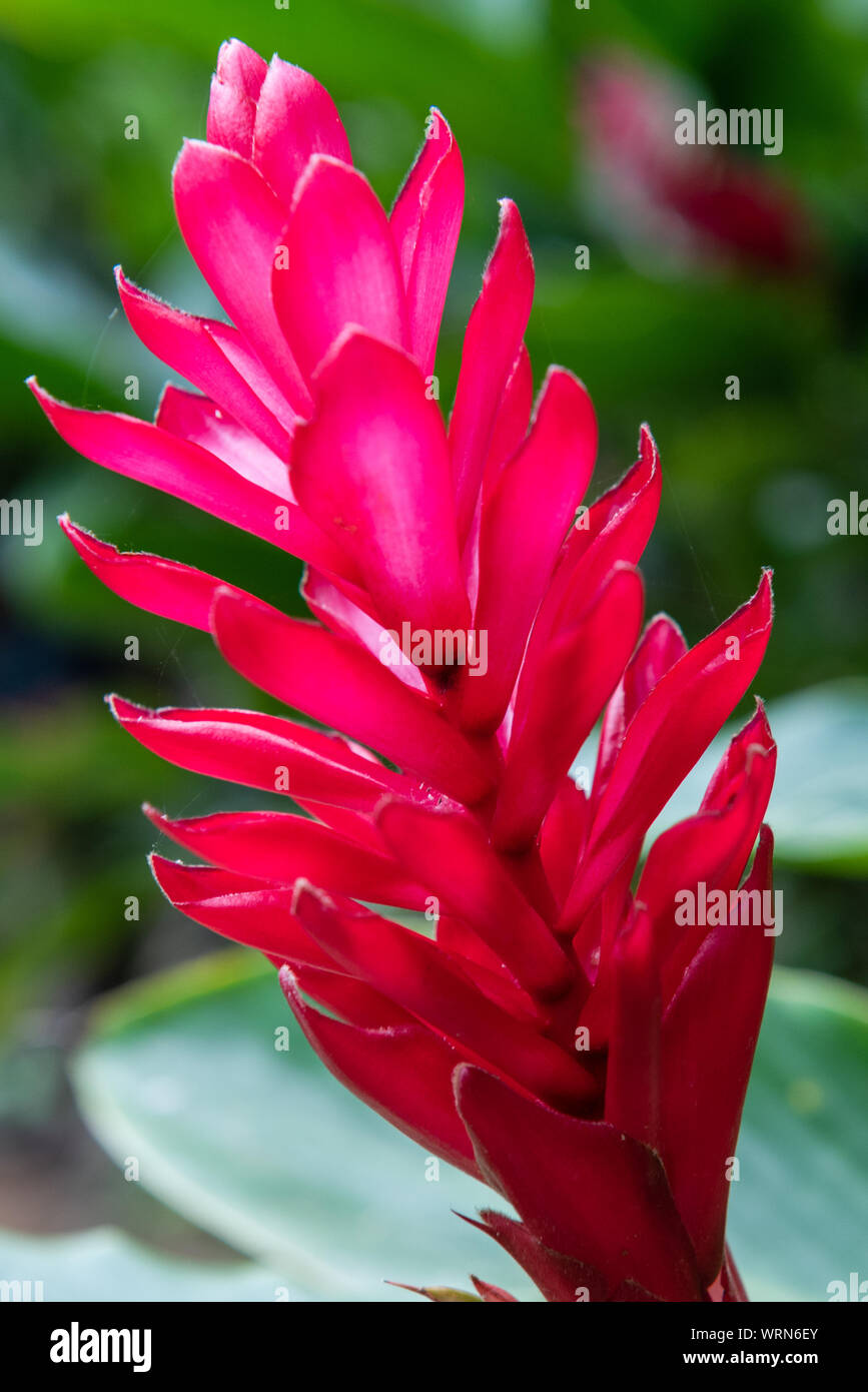 A close-up photo of bright red Alpina Purpurata plant taken in Ecuador ...