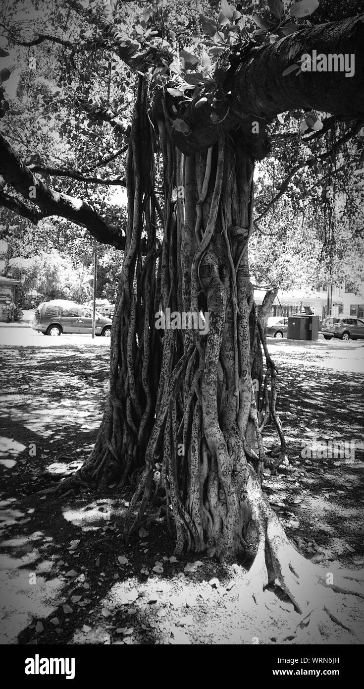 Banyan tree tree roots hi-res stock photography and images - Alamy