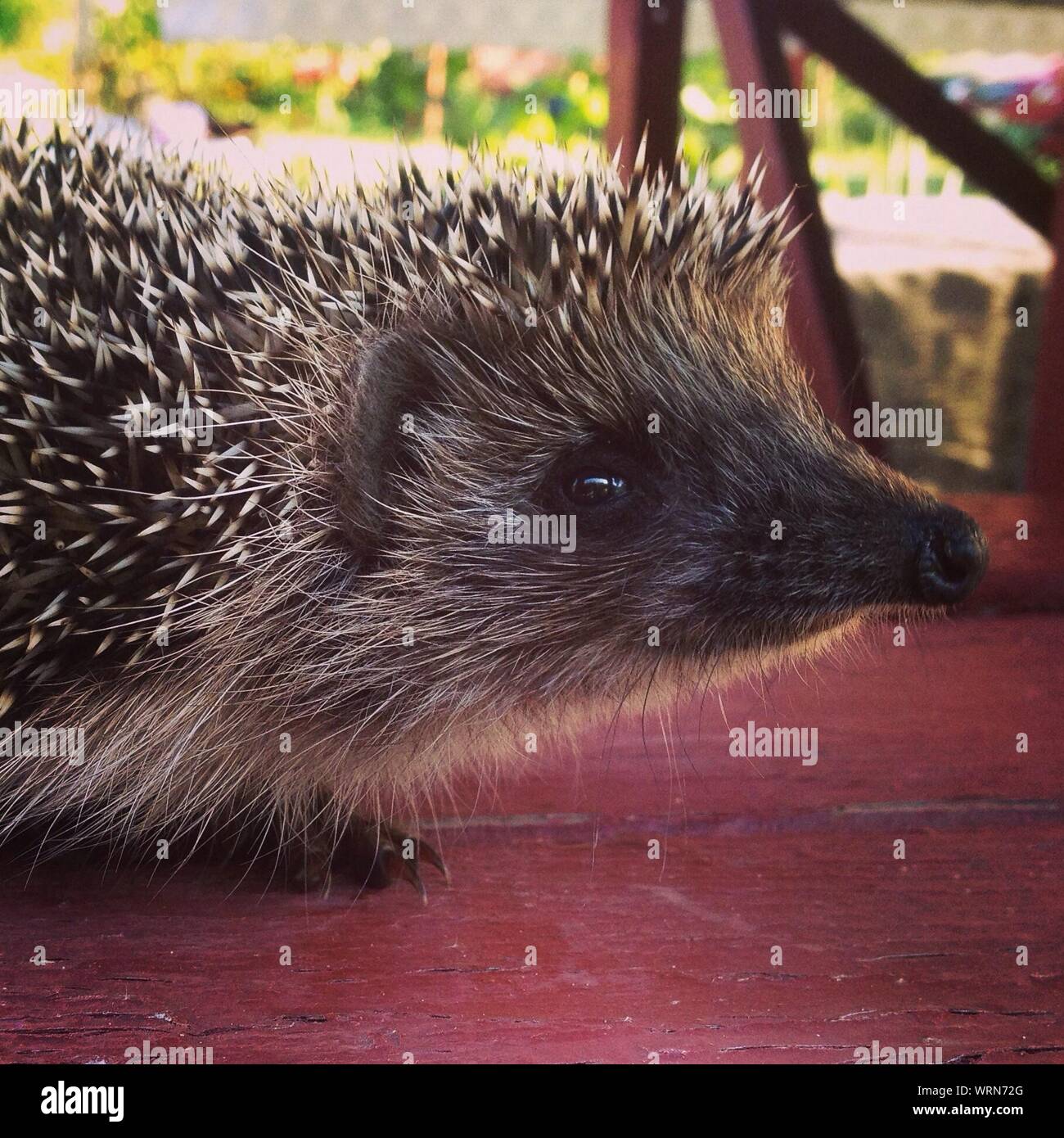 Hedgehog side view hi-res stock photography and images - Alamy
