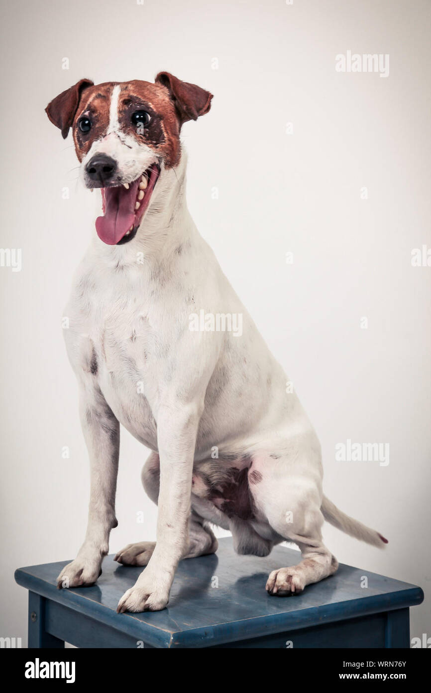 Dog on stool hi-res stock photography and images - Alamy