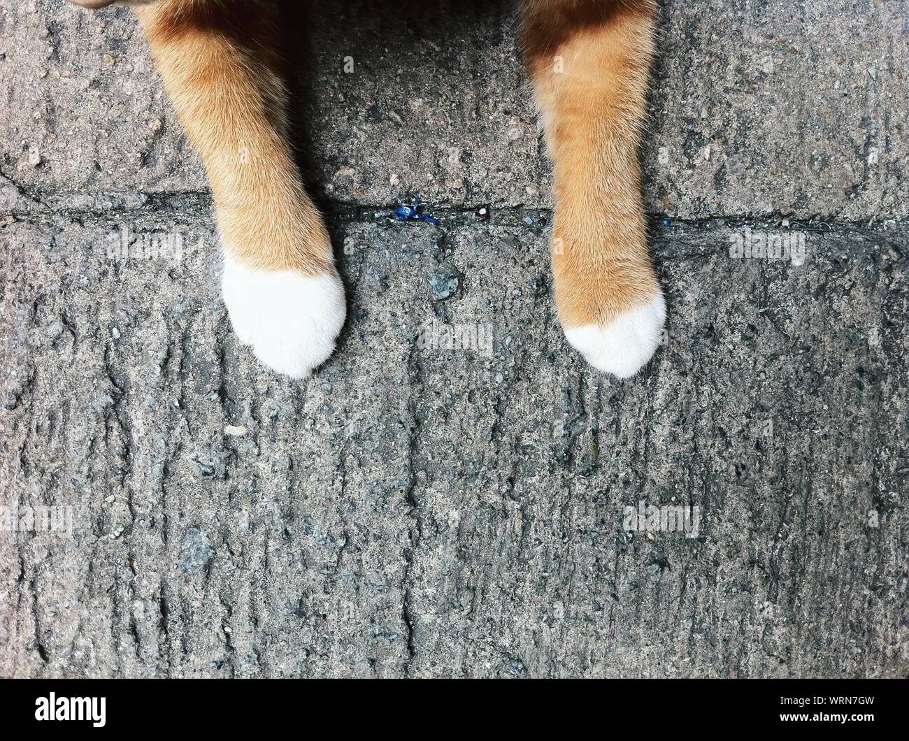 Paws paving hi-res stock photography and images - Alamy