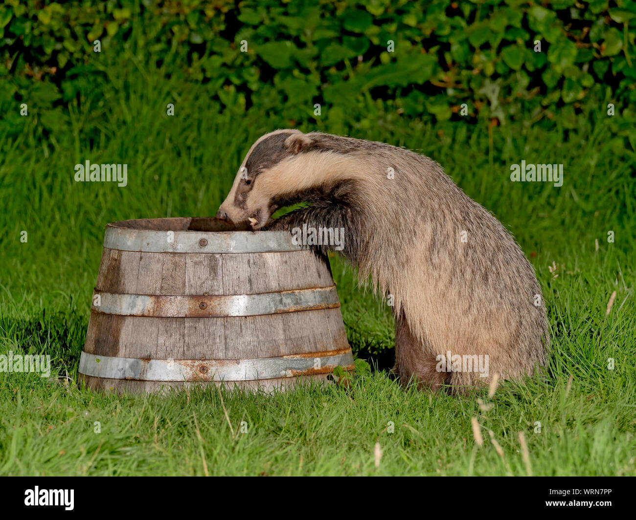 Hawick badger project hi-res stock photography and images - Alamy