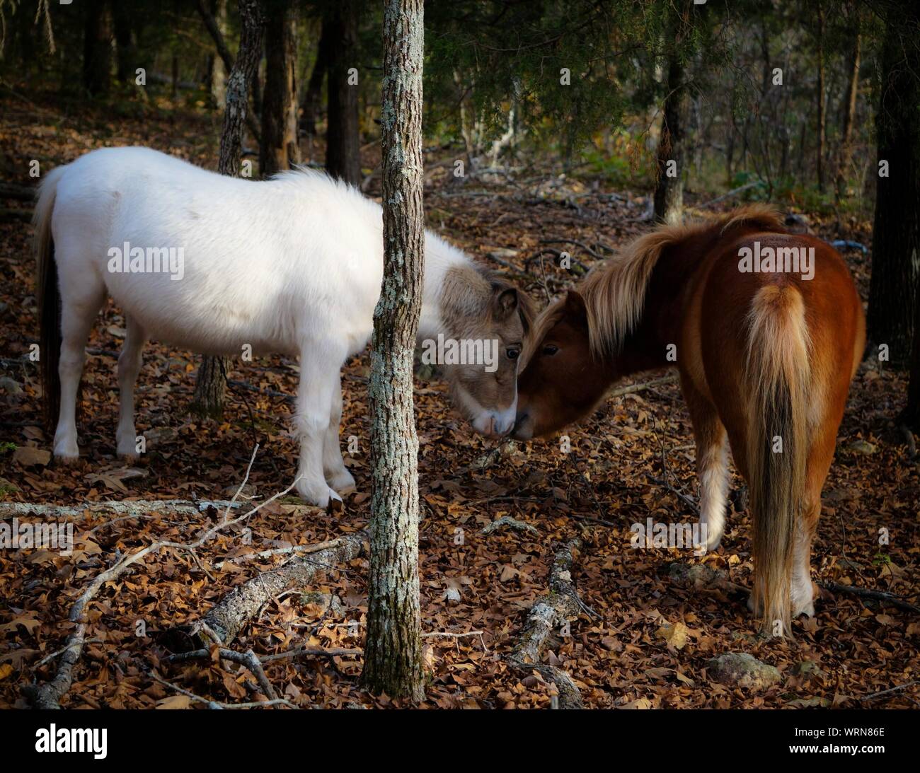 Two ponies standing hi-res stock photography and images - Alamy
