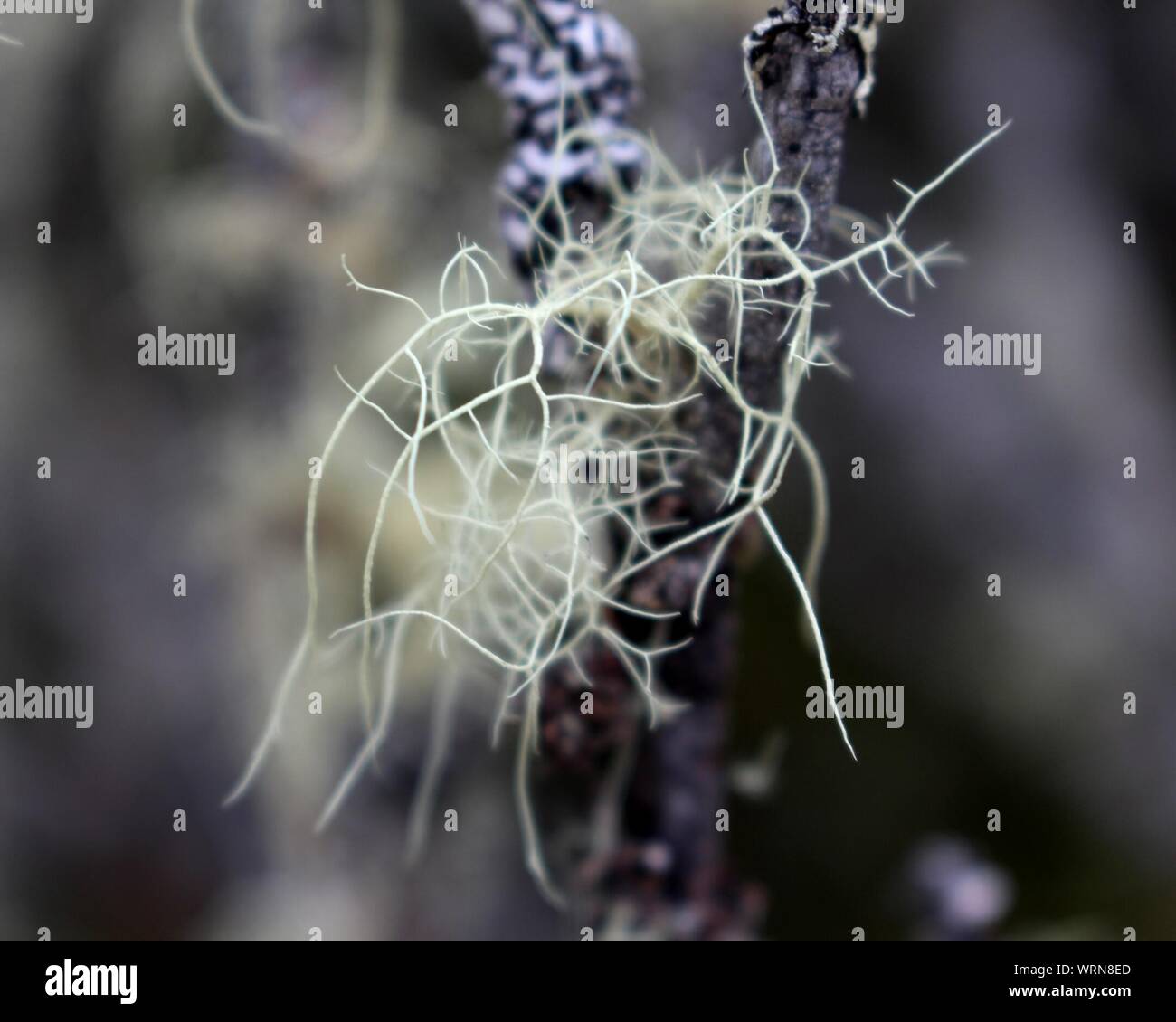 Dried lichen hi-res stock photography and images - Alamy