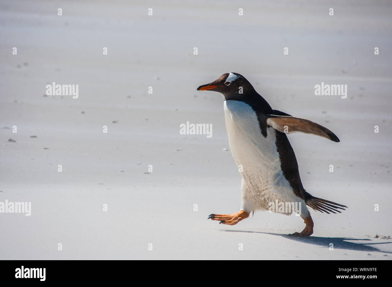 Penguin walking hi-res stock photography and images - Alamy