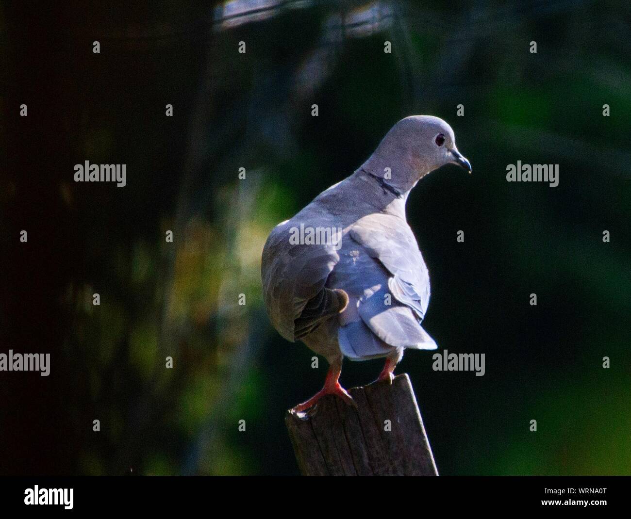Pigeon post hi-res stock photography and images - Alamy