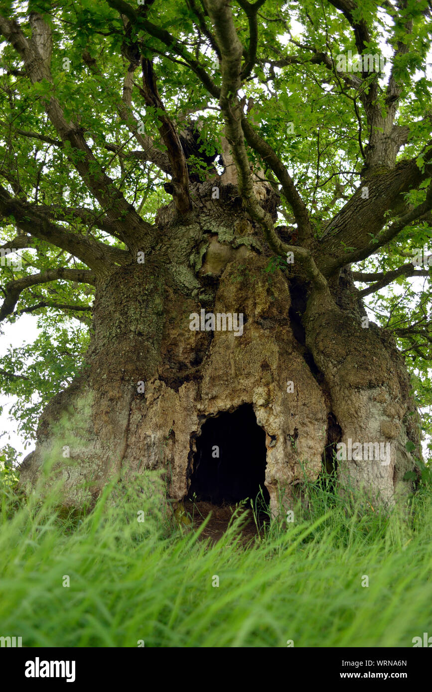 Electric Oak, Wickwar Stock Photo - Alamy