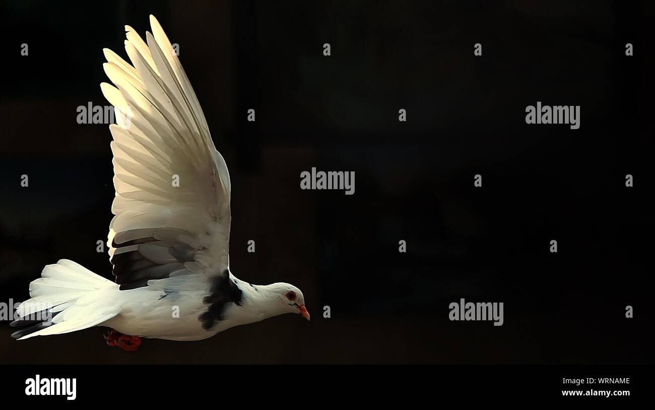 Dove Flying High Resolution Stock Photography and Images - Alamy