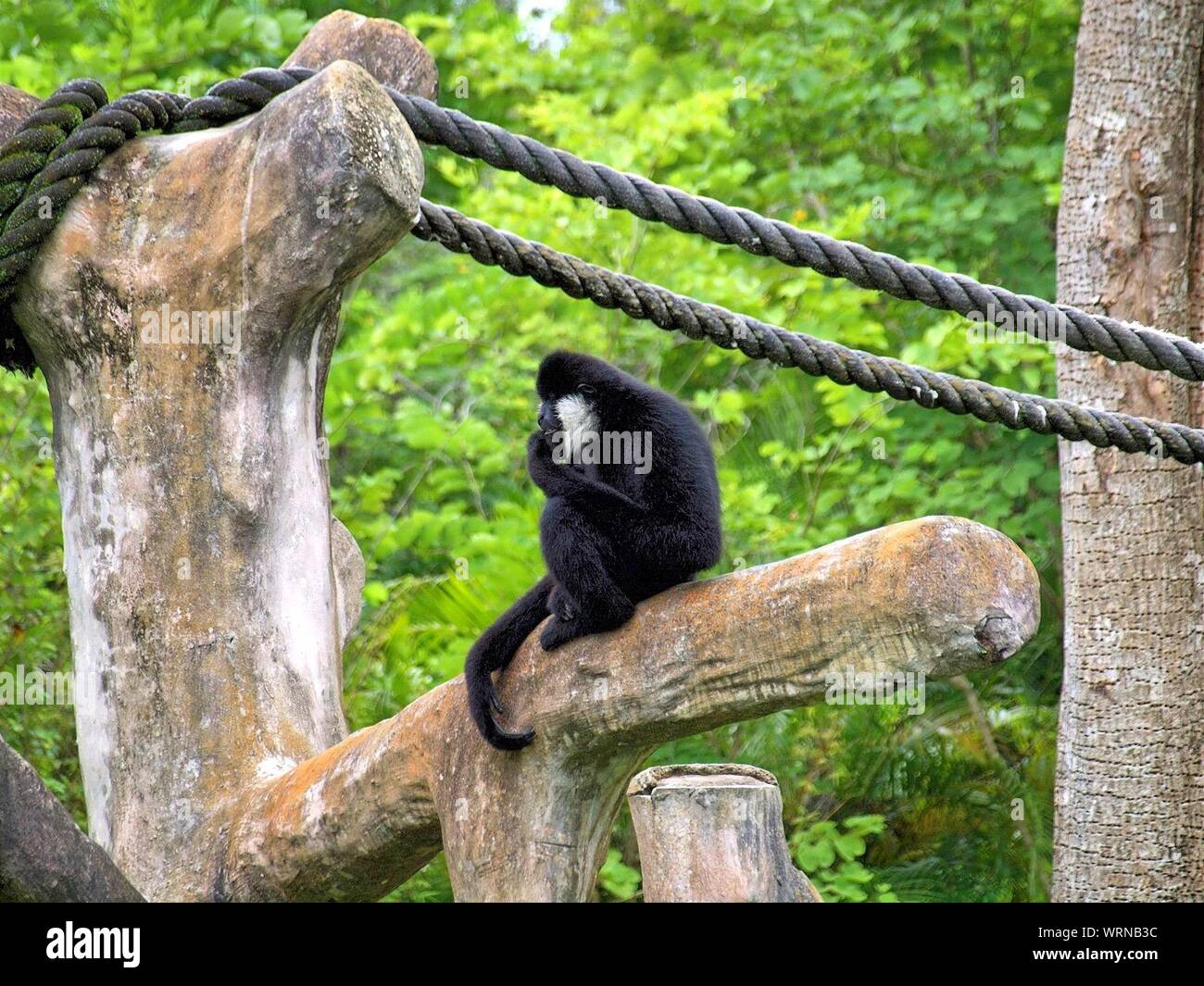 Gorilla on rope hi-res stock photography and images - Alamy