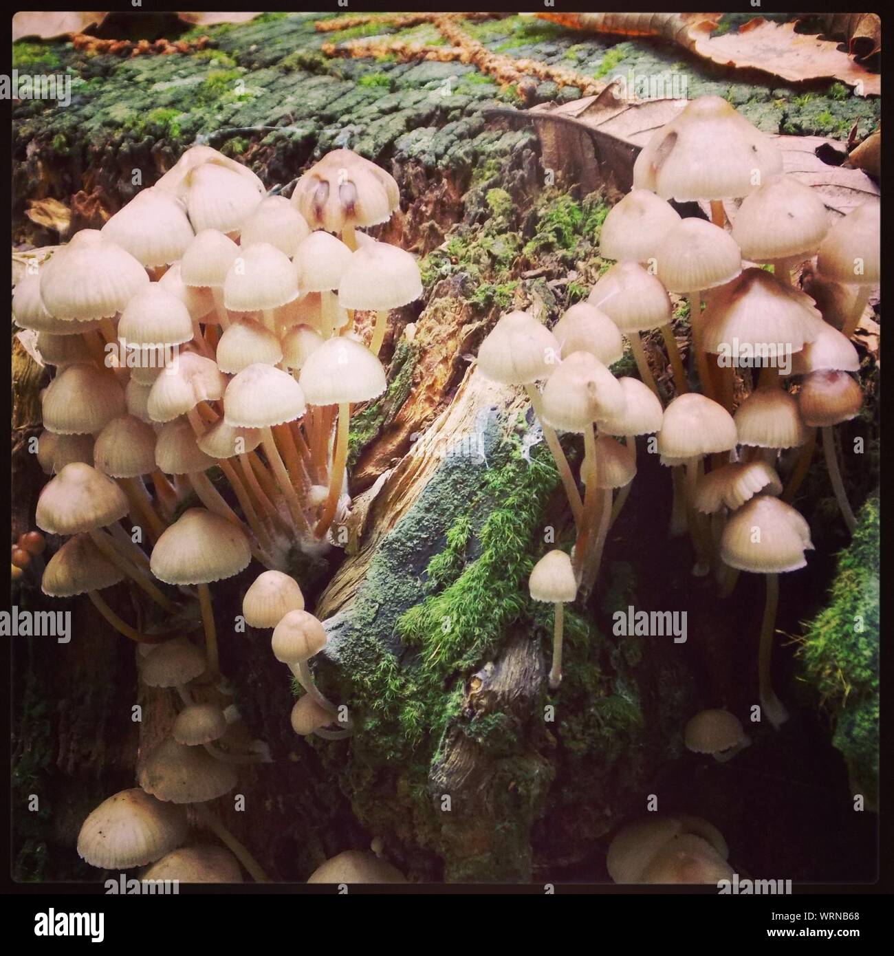 Growing in cluster hi-res stock photography and images - Alamy