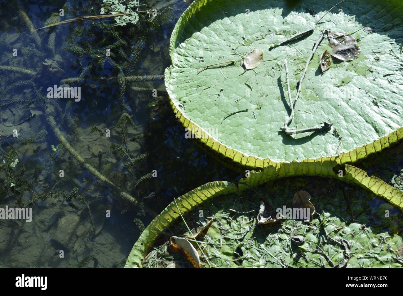 Water lotus plants hi-res stock photography and images - Alamy