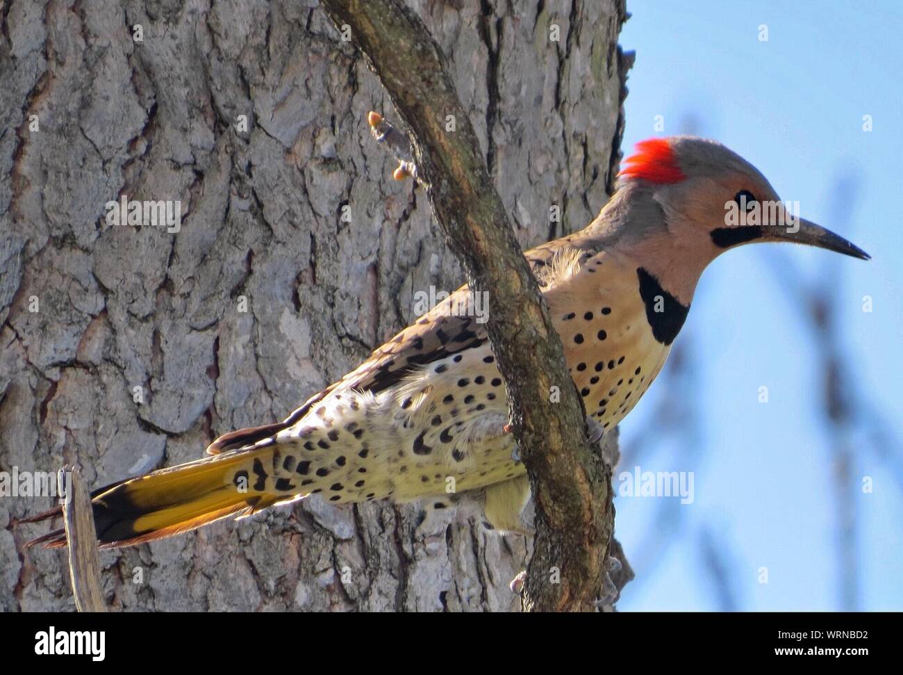 Northern flicker bird hi-res stock photography and images - Alamy