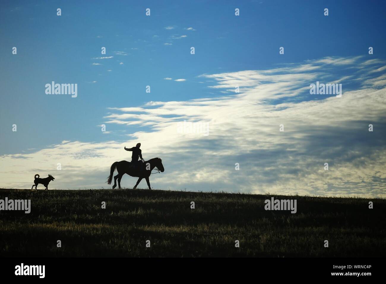 Dog Riding Horse High Resolution Stock Photography and Images - Alamy