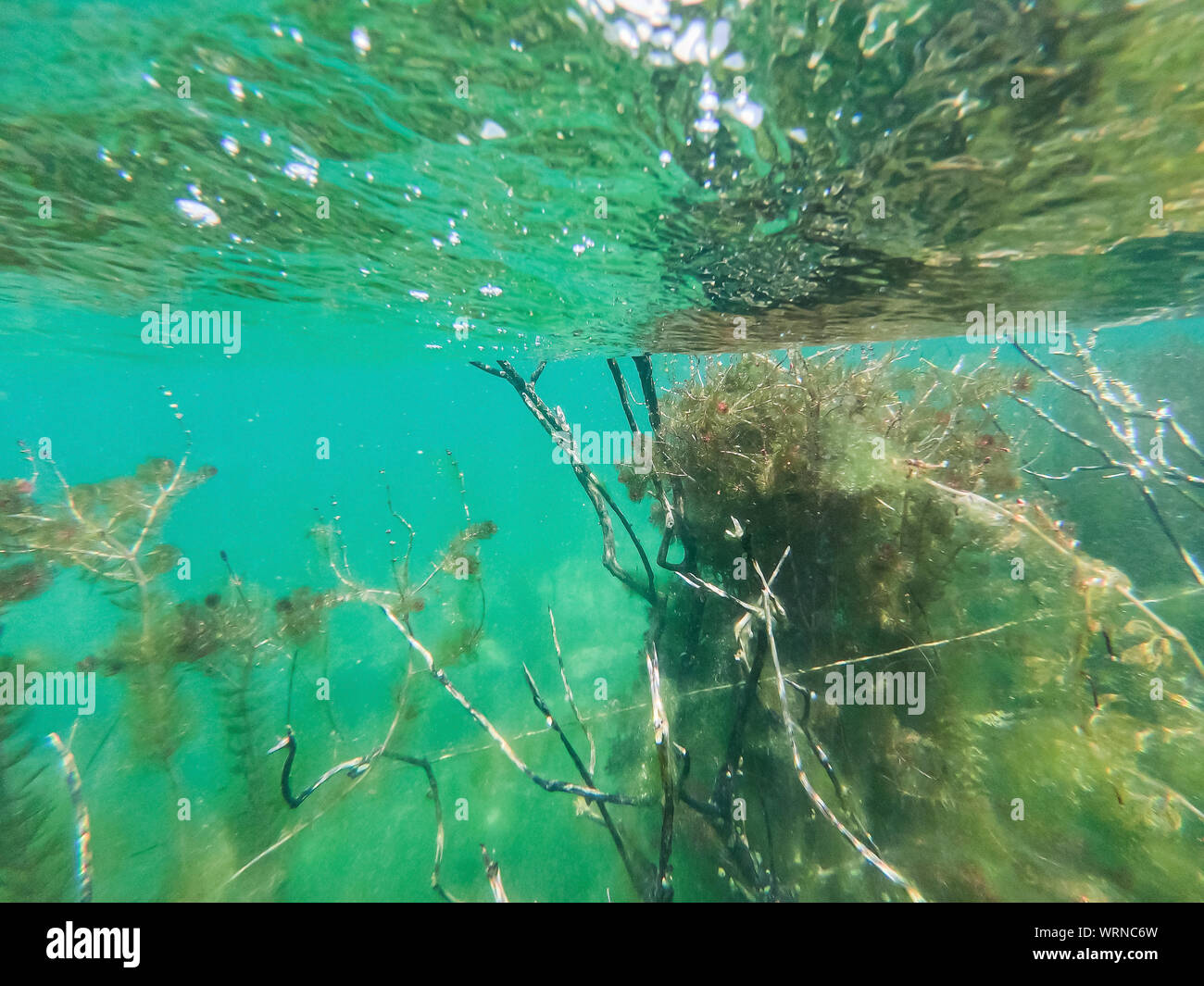 Underwater photo of clear water in river Drini, Albania Stock Photo - Alamy