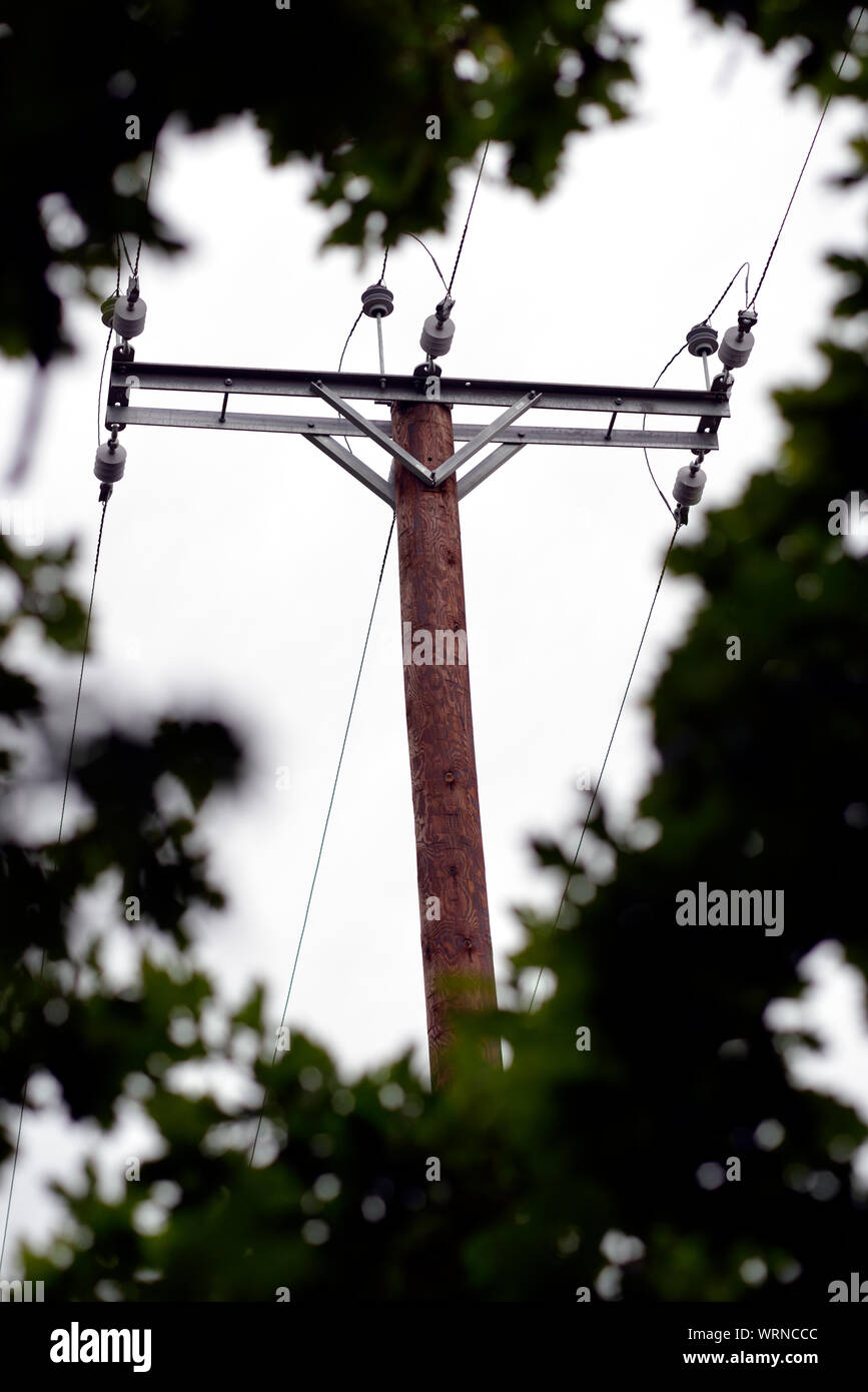 Electric Oak, Wickwar Stock Photo - Alamy