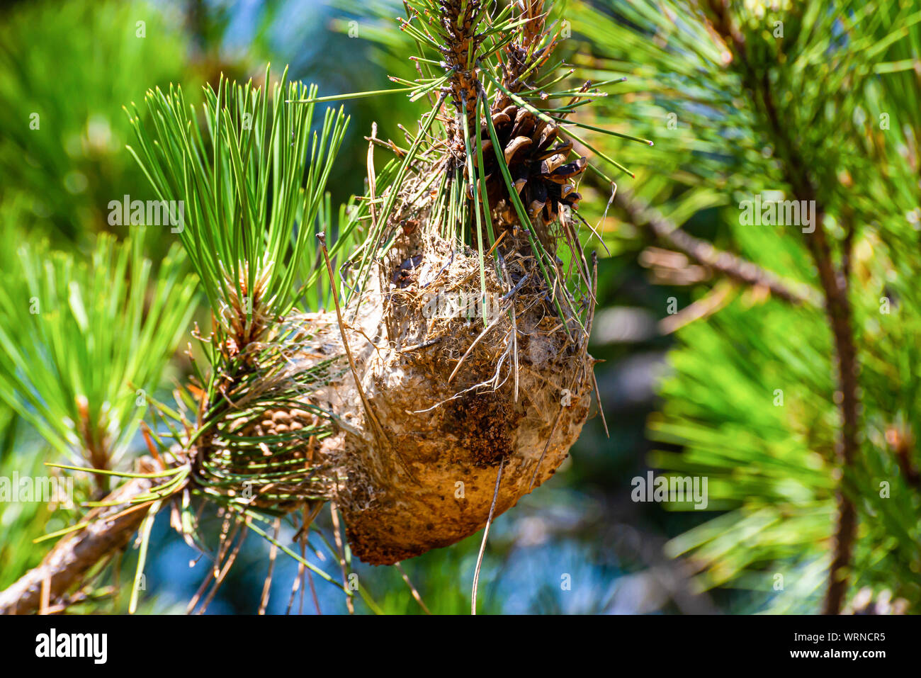 Parasite cone hi-res stock photography and images - Alamy