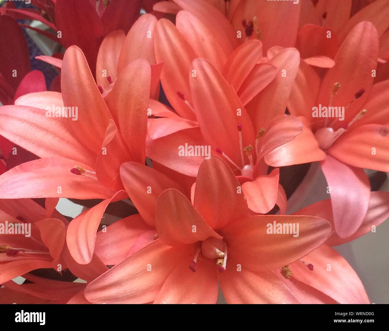 Pink and lily hi-res stock photography and images - Alamy