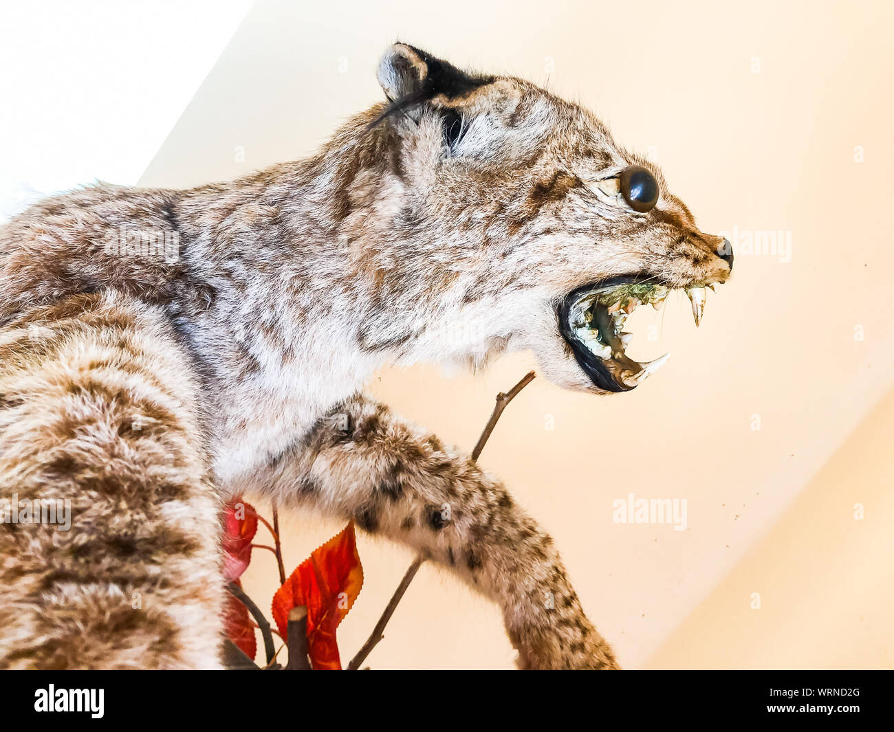 Bad mounted feline animal in Albania Stock Photo - Alamy