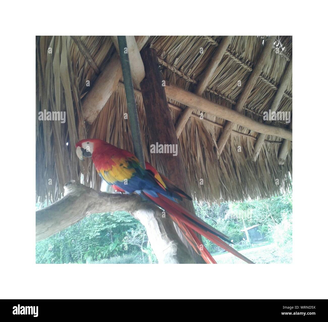 Side view macaw Cut Out Stock Images & Pictures - Alamy