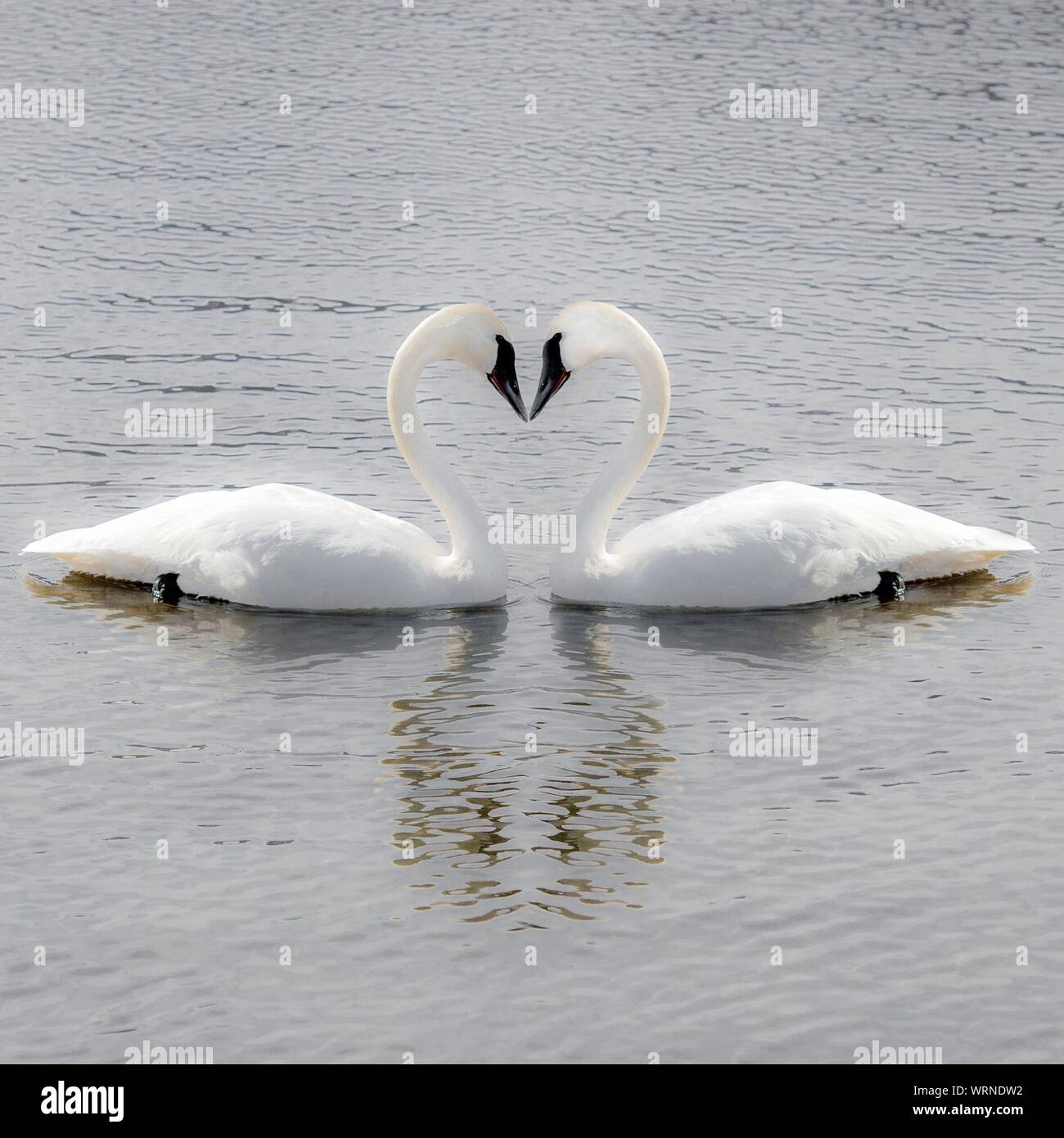 Swan heart shape hi-res stock photography and images - Alamy