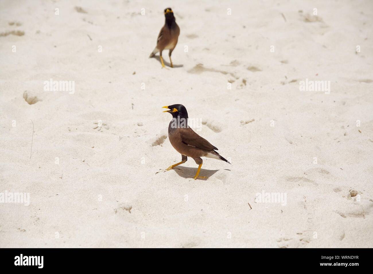 Two mynas hi-res stock photography and images - Alamy
