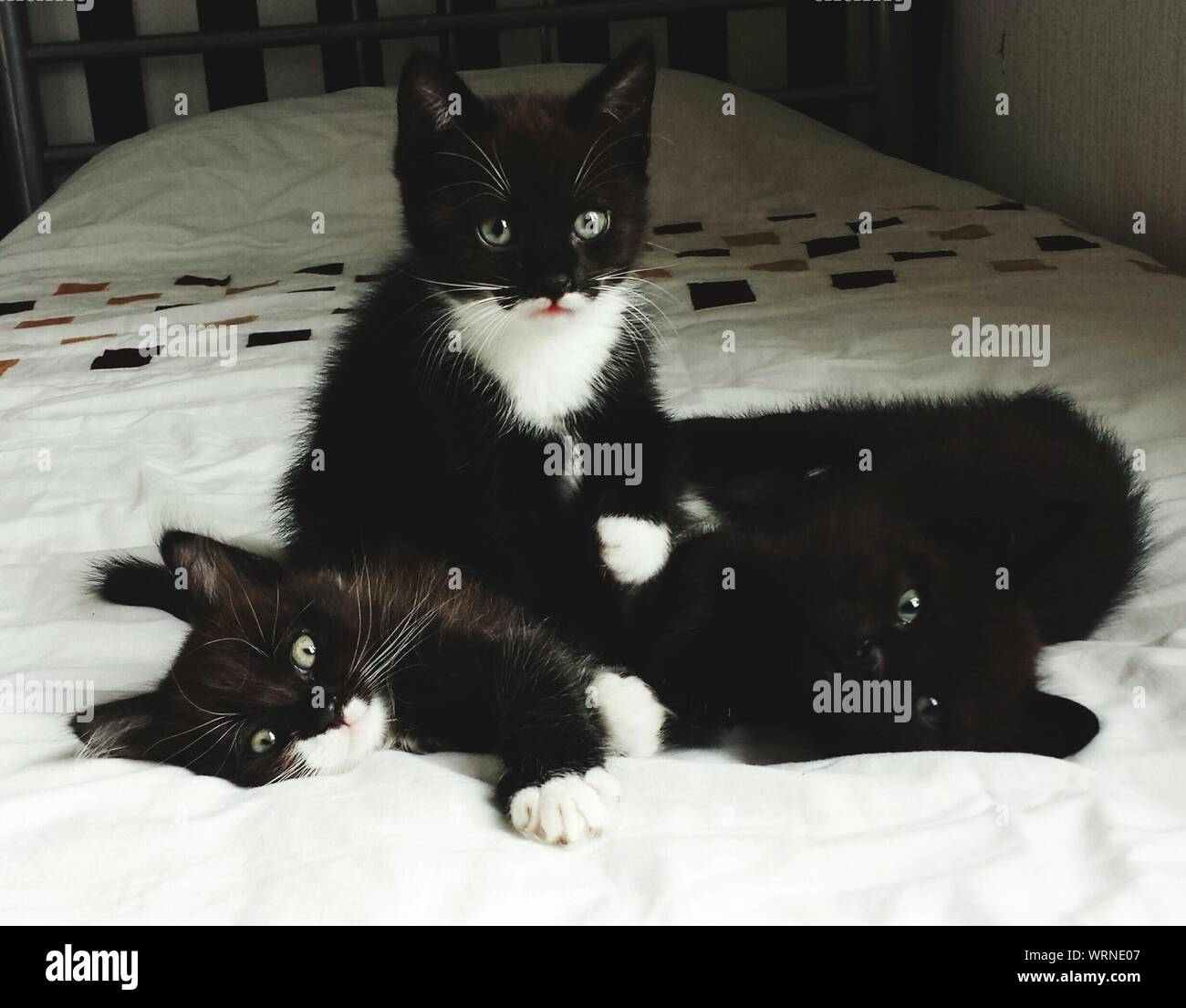 Three kittens on bed hi-res stock photography and images - Alamy