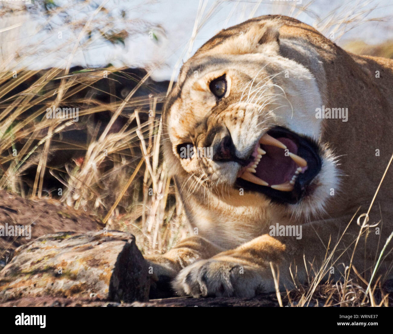 Angry Lioness High Resolution Stock Photography and Images - Alamy
