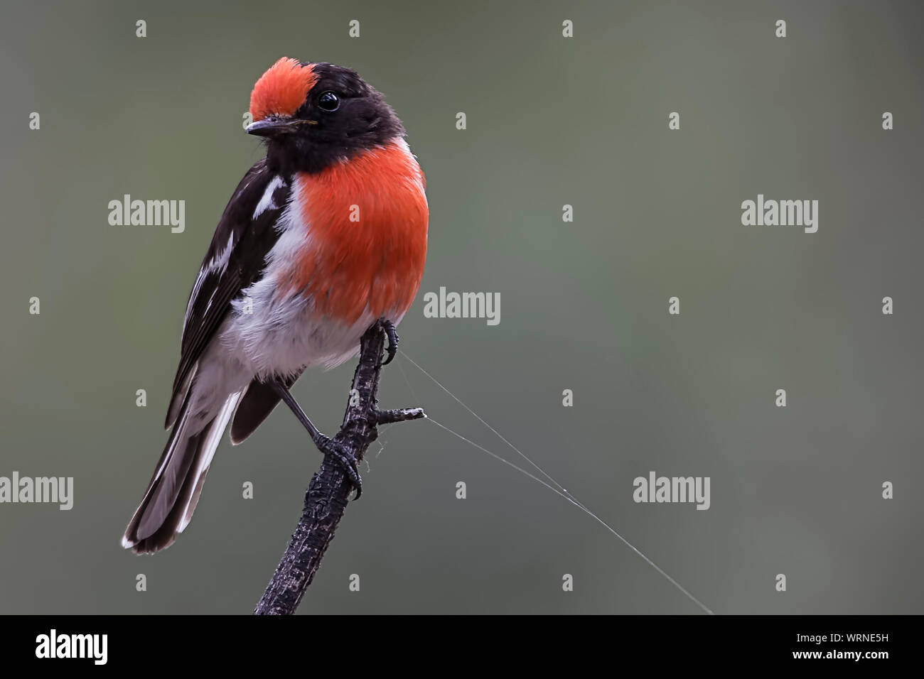 Male Red-capped Robin (Petroica Goodenovii), Woodlands Historic Park ...