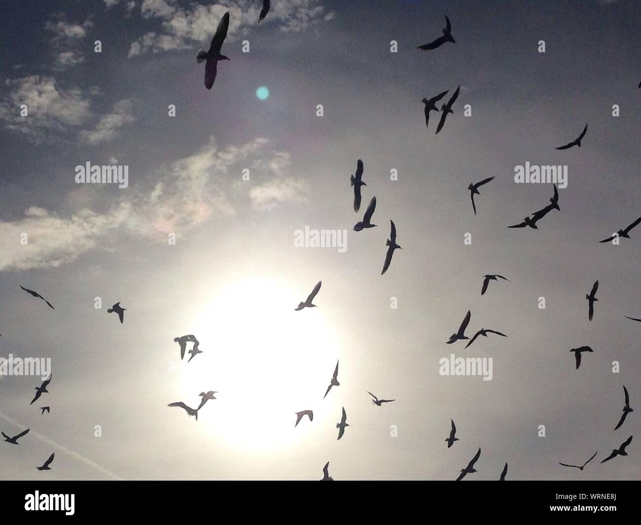 Bright sunlight birds hi-res stock photography and images - Alamy