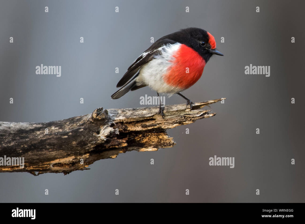 Male Red-capped Robin (Petroica Goodenovii), Woodlands Historic Park ...
