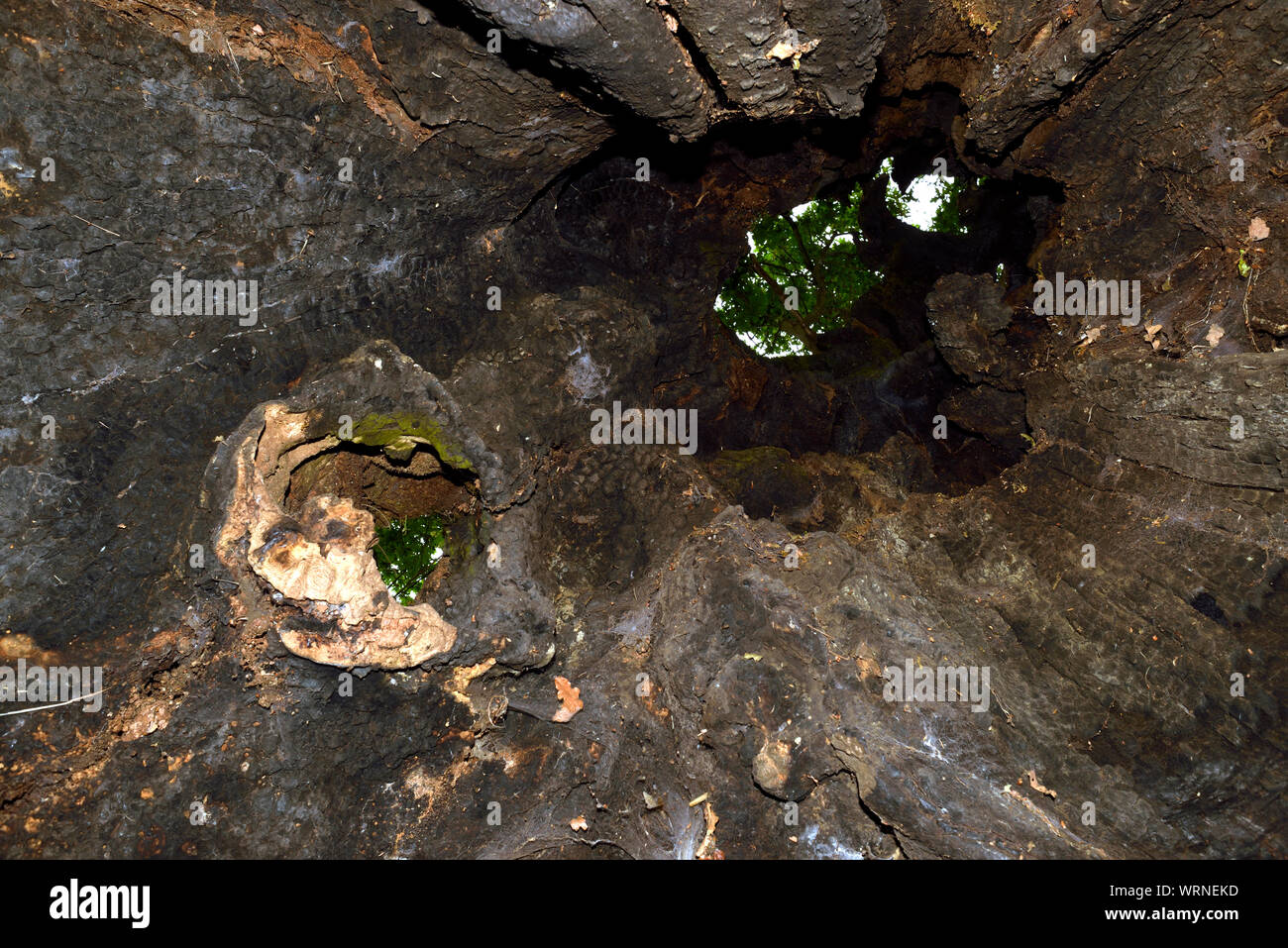 Electric Oak, Wickwar Stock Photo - Alamy