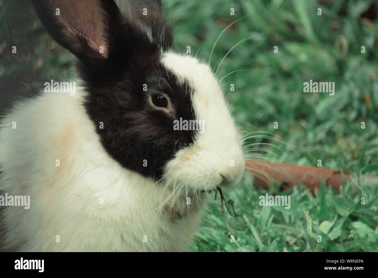 Black and white rabbit grass hi-res stock photography and images - Alamy