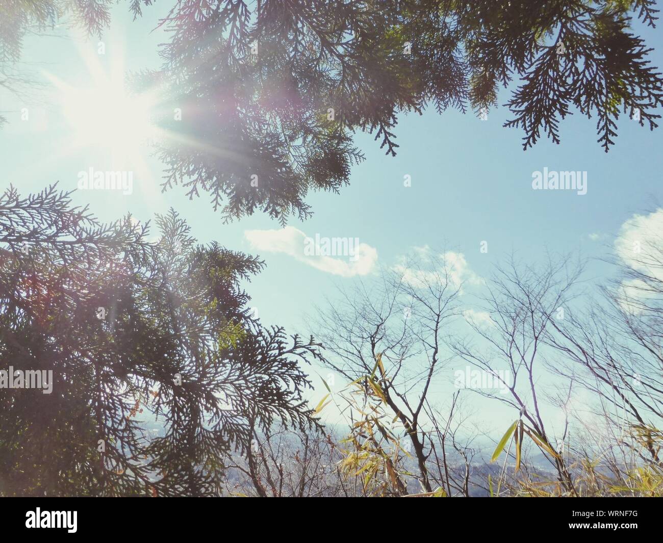 Trees On Bright Sunny Day Stock Photo - Alamy